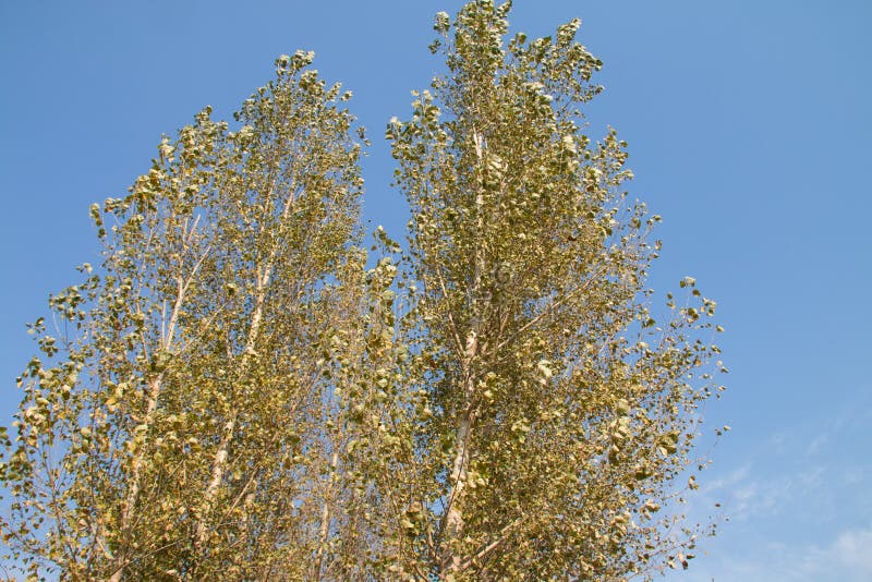 Pappeln im Herbst stockbild. Bild von himmel, baum, tageslicht - 46701571