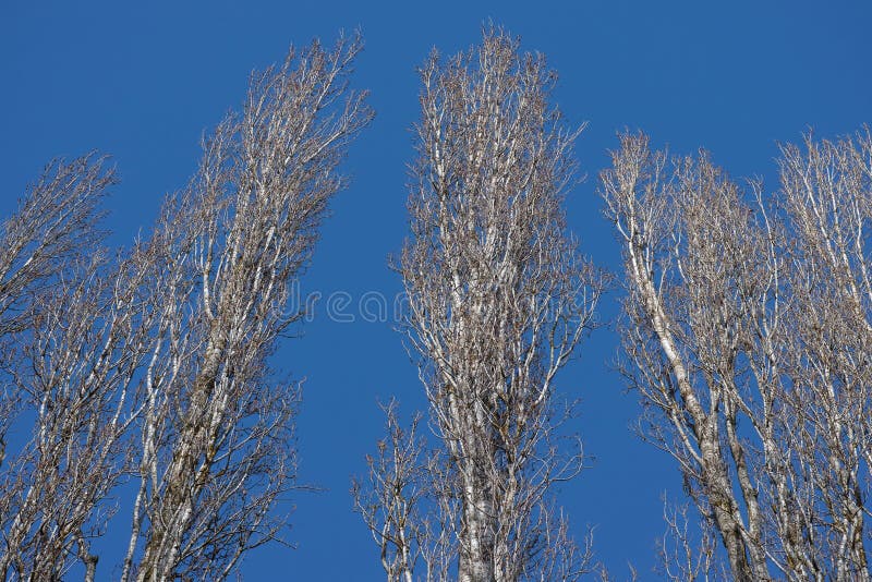 Schwarze Pappeln Gegen Einen Luftraum Mit Klaren Wolken Stockfoto ...