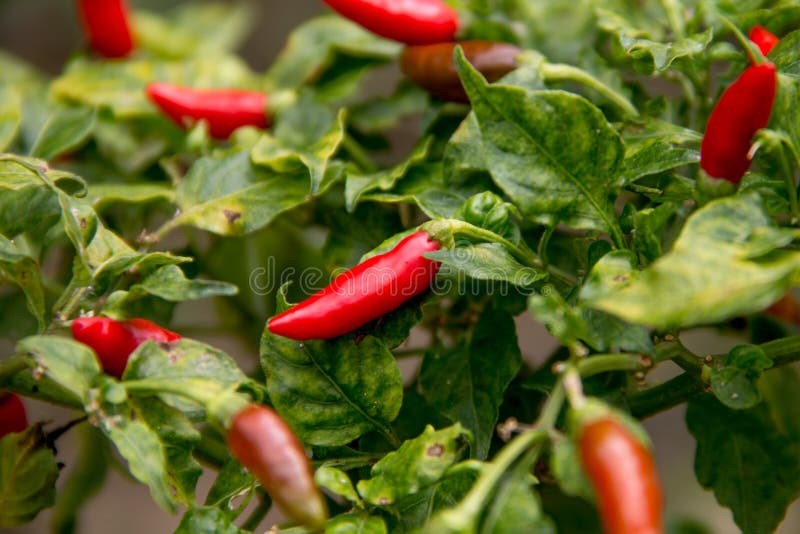 Papper or Guinea-pepper on a Trees Stock Photo - Image of bush, healthy ...