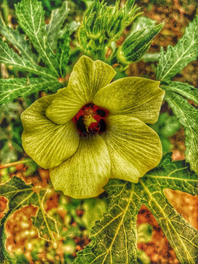 Pappi Beautiful Natur Wow Super Stock Photo - Image of pappi, beautiful ...