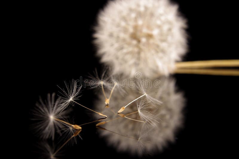 The Pappus of Dandelion Flower Isolated Stock Photo - Image of nature ...