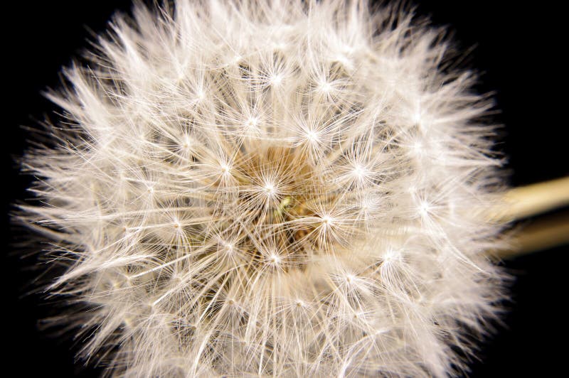 The Pappus of Dandelion Flower Isolated Stock Image - Image of studio ...