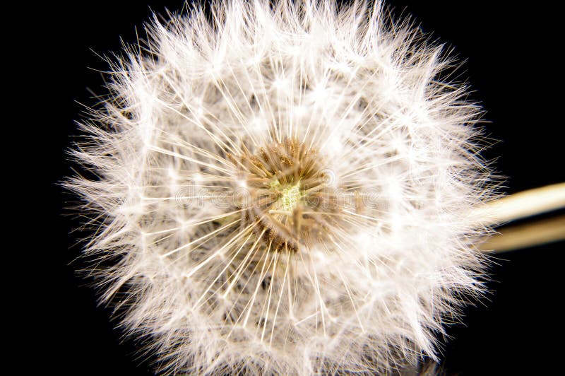 The Pappus of Dandelion Flower Isolated Stock Photo - Image of soft ...