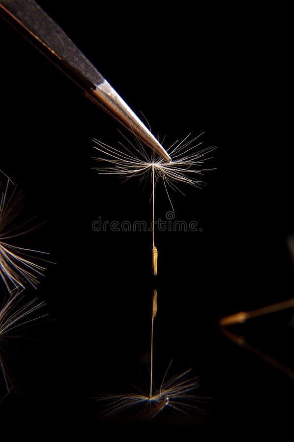 The Pappus of Dandelion Flower Isolated Stock Photo - Image of seed ...