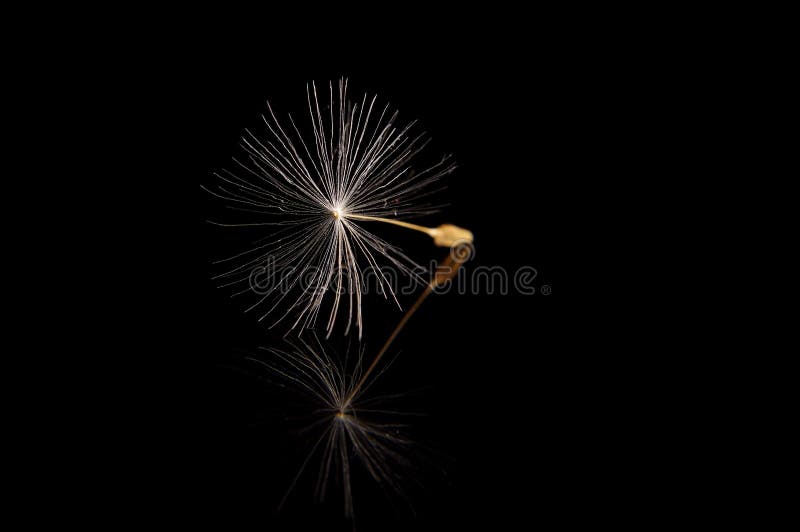 The Pappus of Dandelion Flower Isolated Stock Image - Image of ...
