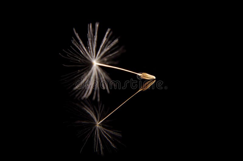 The Pappus of Dandelion Flower Isolated Stock Photo - Image of puffball ...