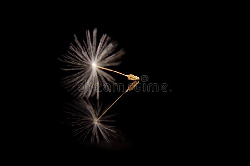 The Pappus of Dandelion Flower Isolated Stock Image - Image of studio ...