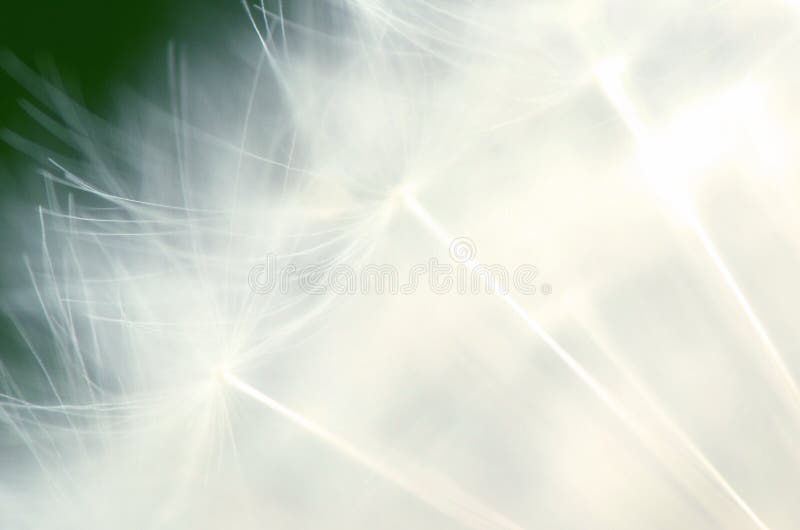Pappus stock image. Image of flower, light, green, macro - 30984141