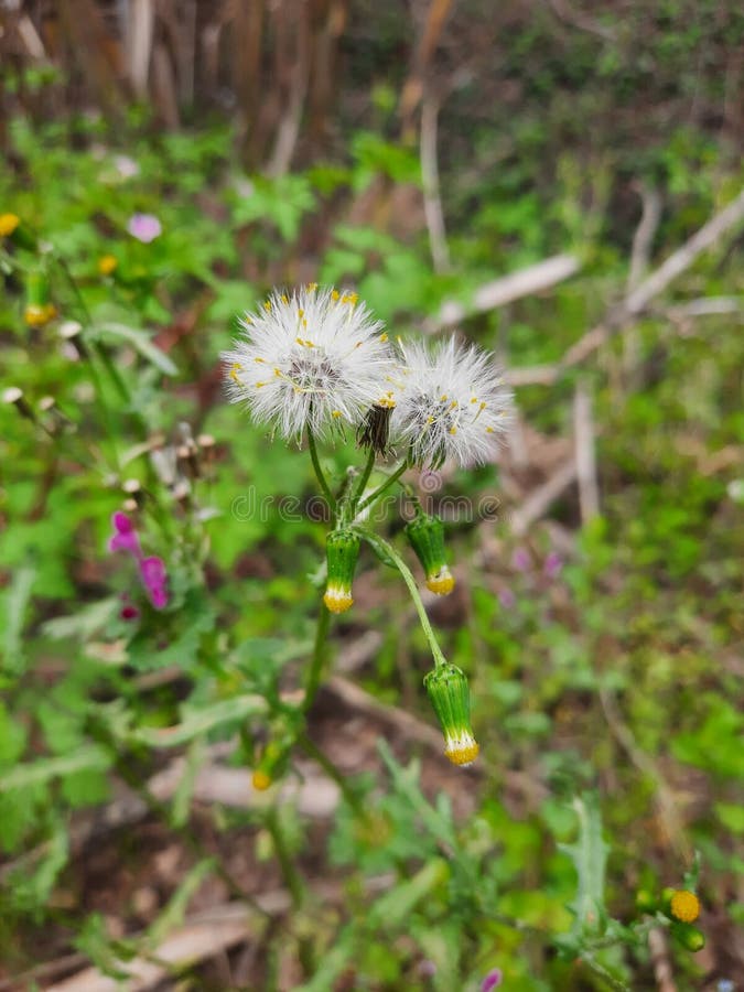 Pappus Structures Stock Photos - Free & Royalty-Free Stock Photos from ...