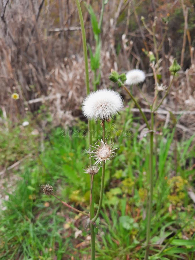 Pappus Structures Stock Photos - Free & Royalty-Free Stock Photos from ...