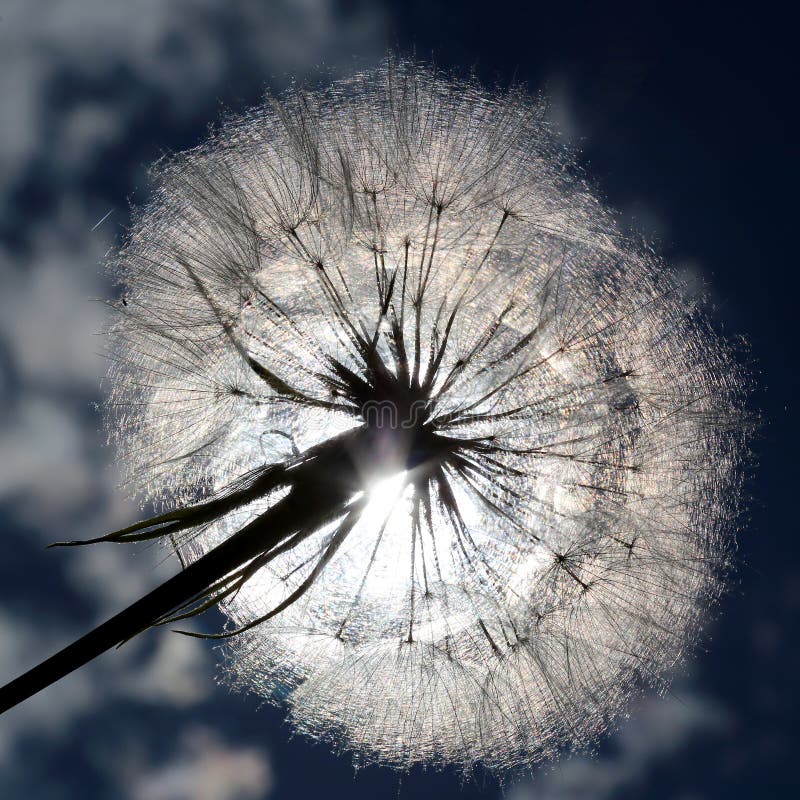 Pappus of Tragopogon Pratensis Subsp. Pratensis Stock Photo - Image of ...