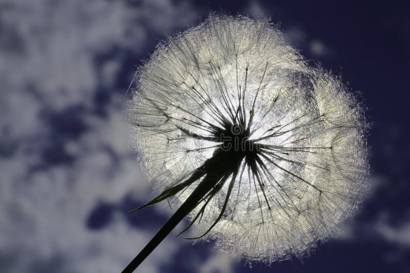 Pappus of Tragopogon Pratensis Subsp. Pratensis Stock Image - Image of ...