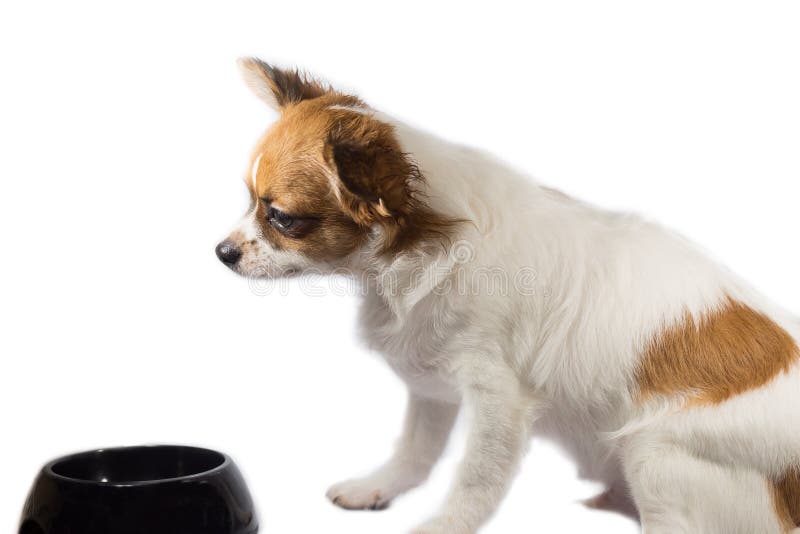 Pappy dog stock image. Image of collie, sable, diet, people - 69599173