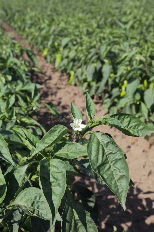 Paprika stock image. Image of produce, fresh, summer - 15581107