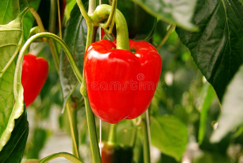 Paprika stock image. Image of cooking, colourful, garden - 4816329