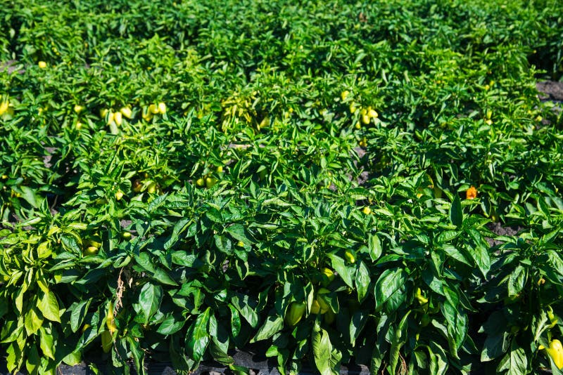Paprika Bushes Growing in the Field Stock Photo - Image of agriculture ...