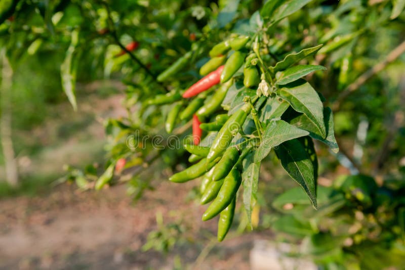 Paprika, Fresh on the Tree, Has Many Green and Red Colors Stock Photo ...