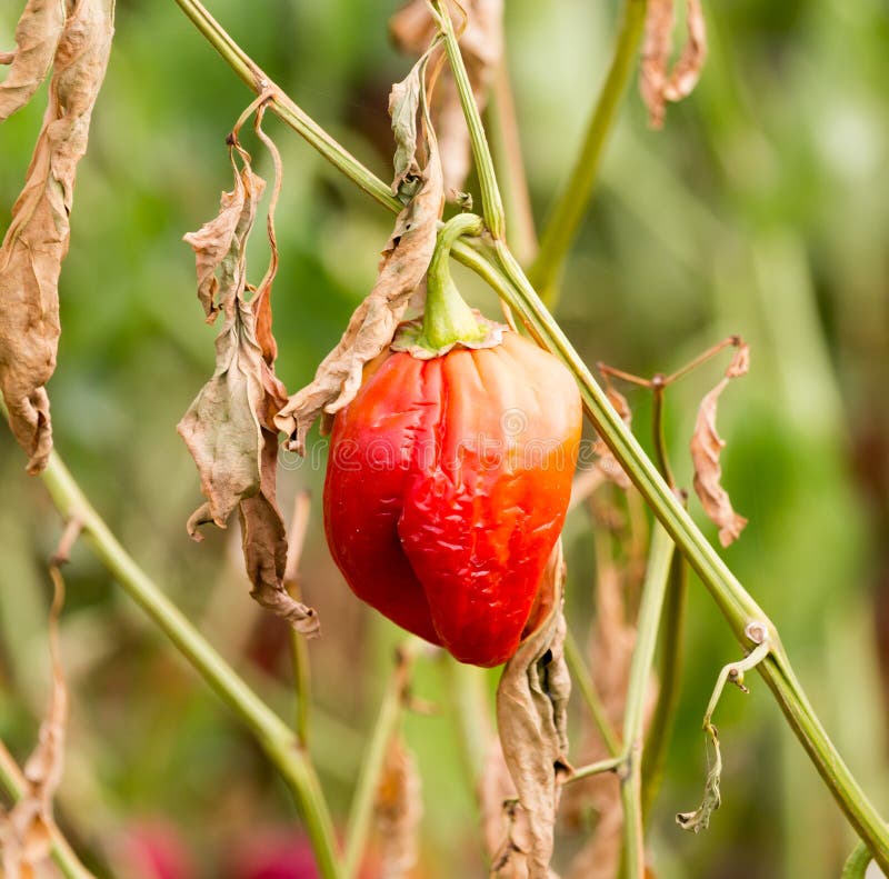 Paprika in the Garden Outdoors Stock Image - Image of fresh, bush ...