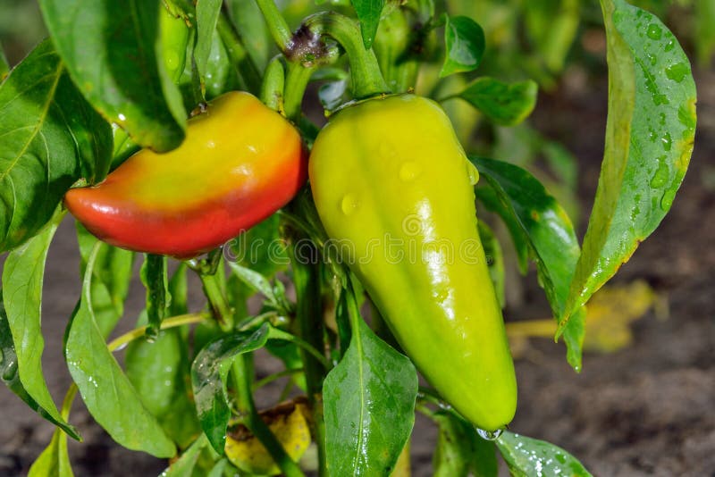 Paprika in the garden stock photo. Image of farm, health - 77159486