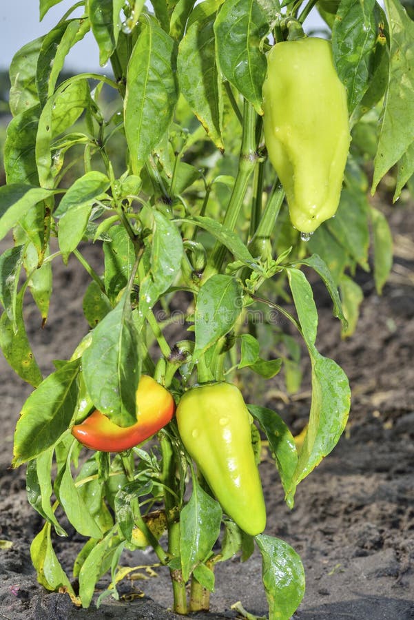 Paprika in the garden stock photo. Image of feed, diet - 77159738