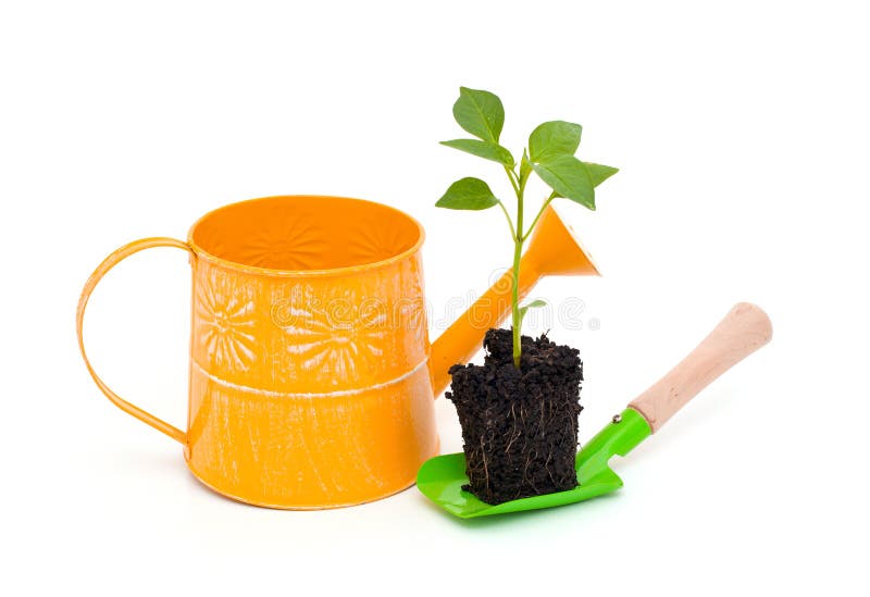 Paprika Plant and Gardening Tools Stock Photo - Image of detail ...