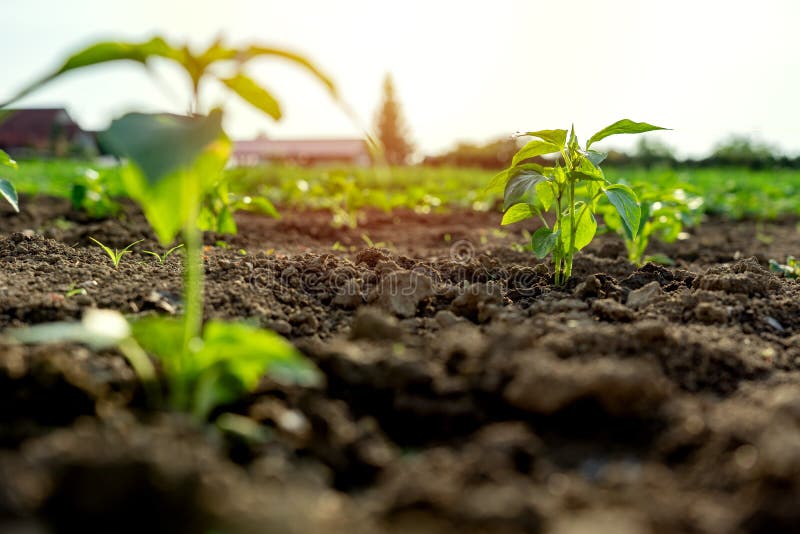 Paprika growing stock image. Image of leaf, paprika, life - 110303