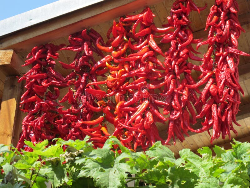 Paprika stock image. Image of colorful, fresh, macedonia - 76941883