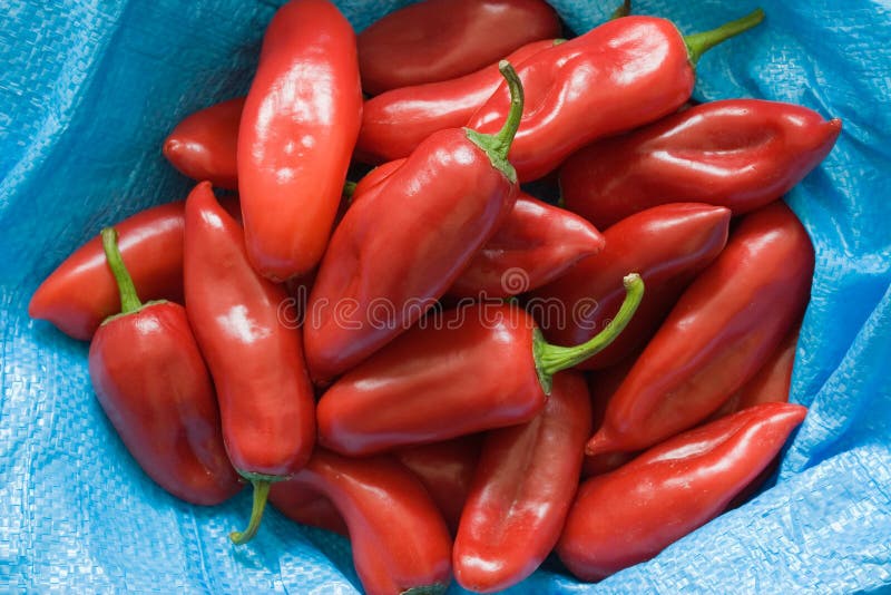 Paprika roja imagen de archivo. Imagen de tallos, alimento - 3371783