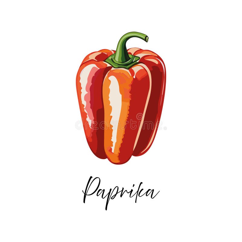 Paprika Vector Illustration Stock Vector - Illustration of pepper ...