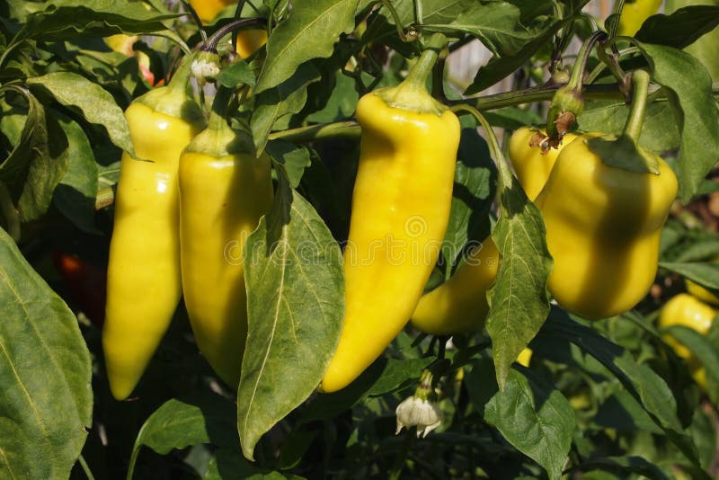 Paprikas stock image. Image of vitamine, fresh, fine - 21314323