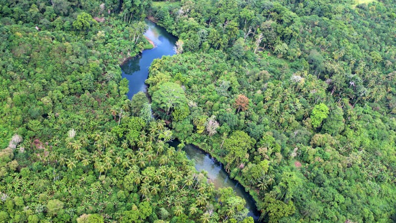 Forest Landscape For Your