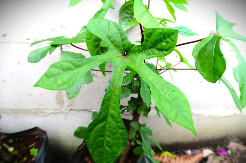 Papuan Cassava Plants from Central Java, Indonesia Stock Photo - Image ...