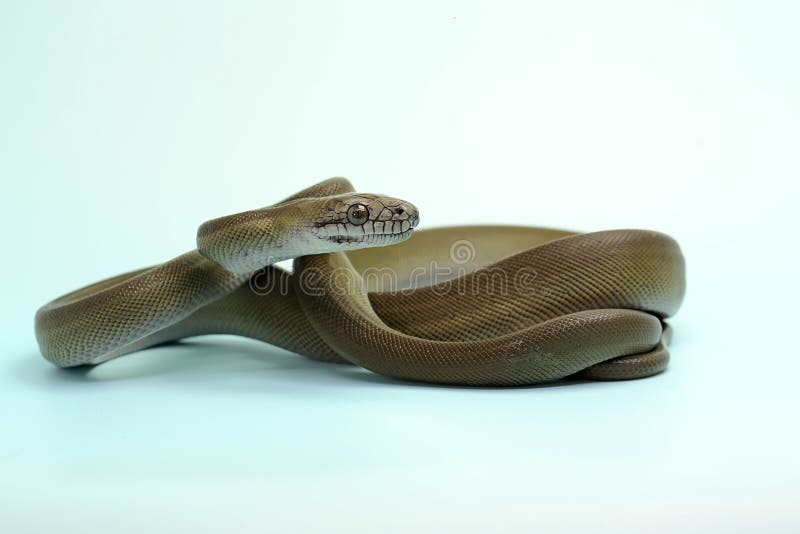 A Papuan Olive Python is Showing Aggressive Behavior. Stock Image ...