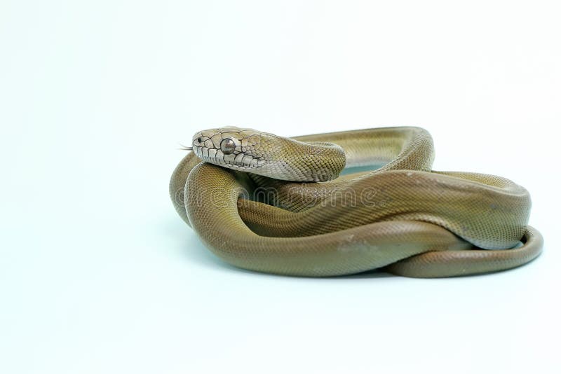 A Papuan Olive Python is Showing Aggressive Behavior. Stock Photo ...