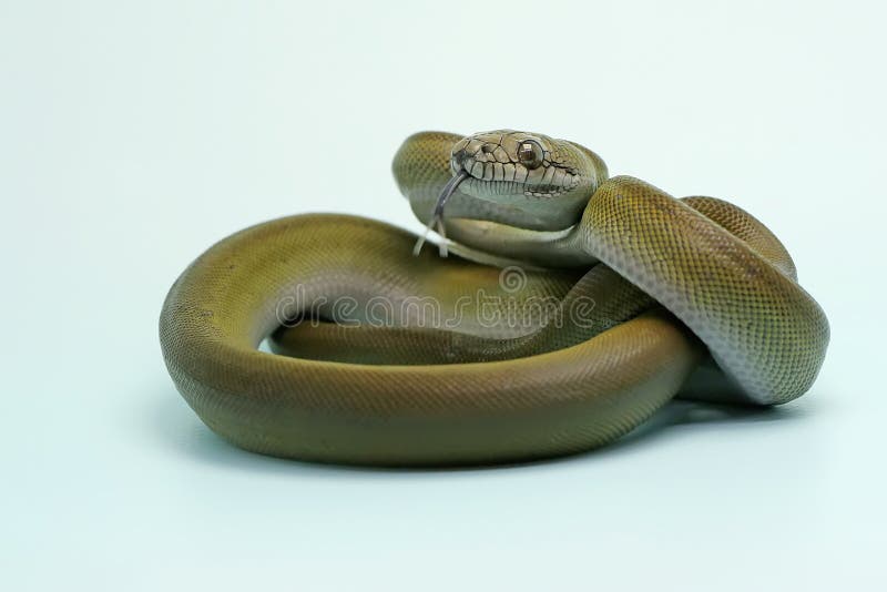 Papuan Black Snake Stock Photos - Free & Royalty-Free Stock Photos from ...