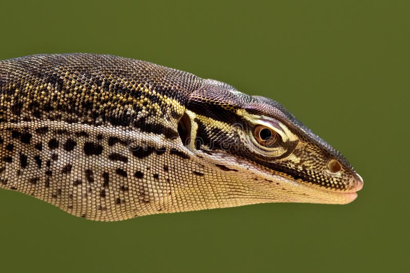 Sand Monitor stock photo. Image of desert, reptile, bokeh - 34294596
