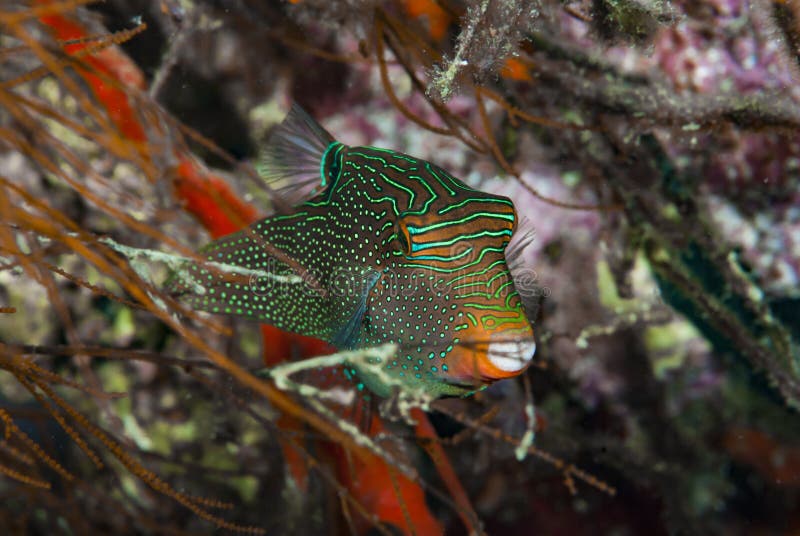 Papuan Toby Canthigaster Papua Stock Image - Image of pufferfish, fish ...