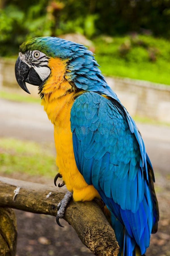 Papuga zdjęcie stock. Obraz złożonej z kwiaty, tropikalny - 10608802