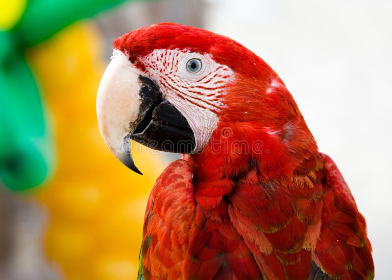 Papuga zdjęcie stock. Obraz złożonej z ptaki, belfer - 12952426