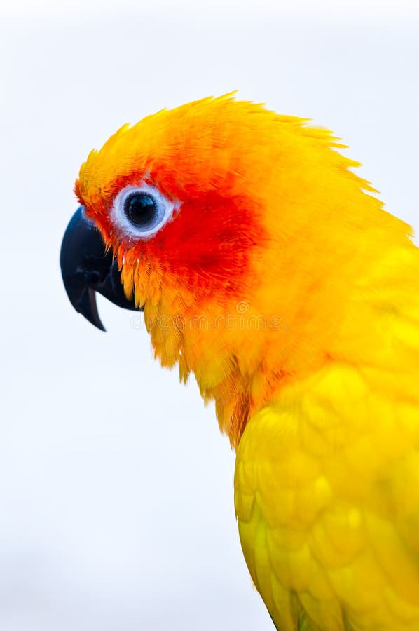 Papuga obraz stock. Obraz złożonej z greenbacks, egzot - 25385887