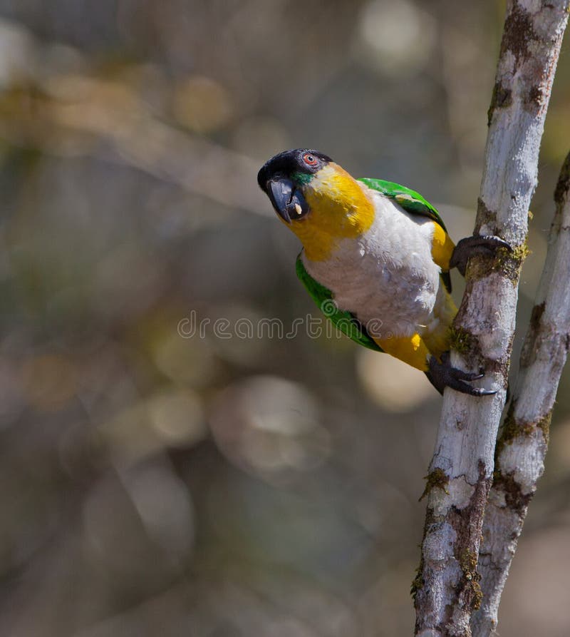 Czarna papuga zdjęcie stock. Obraz złożonej z papuga - 28417276