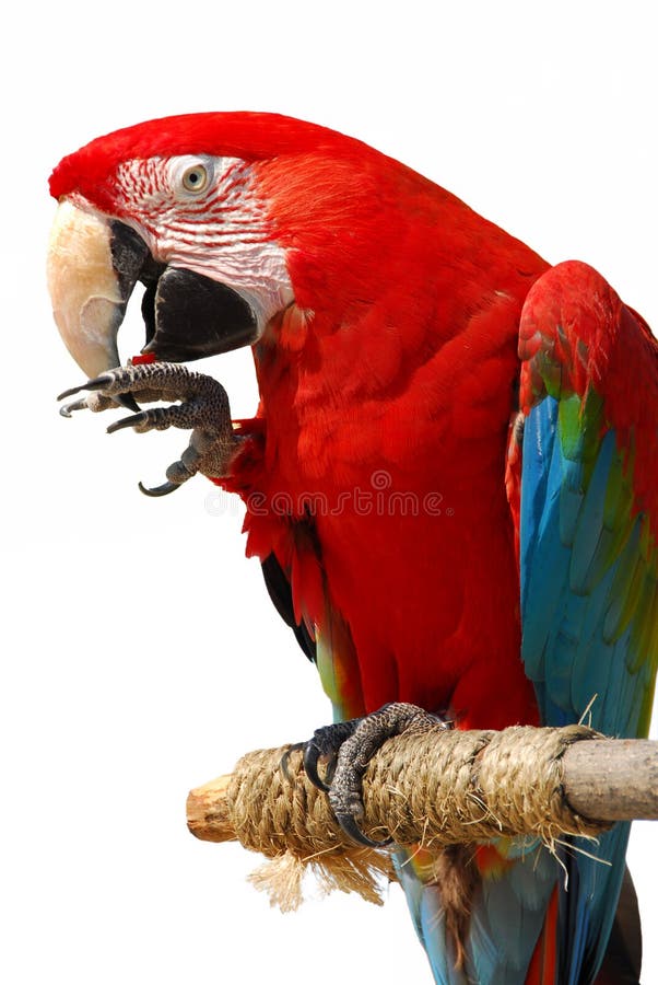 Odosobniona papuga dwa zdjęcie stock. Obraz złożonej z przyroda - 13101300