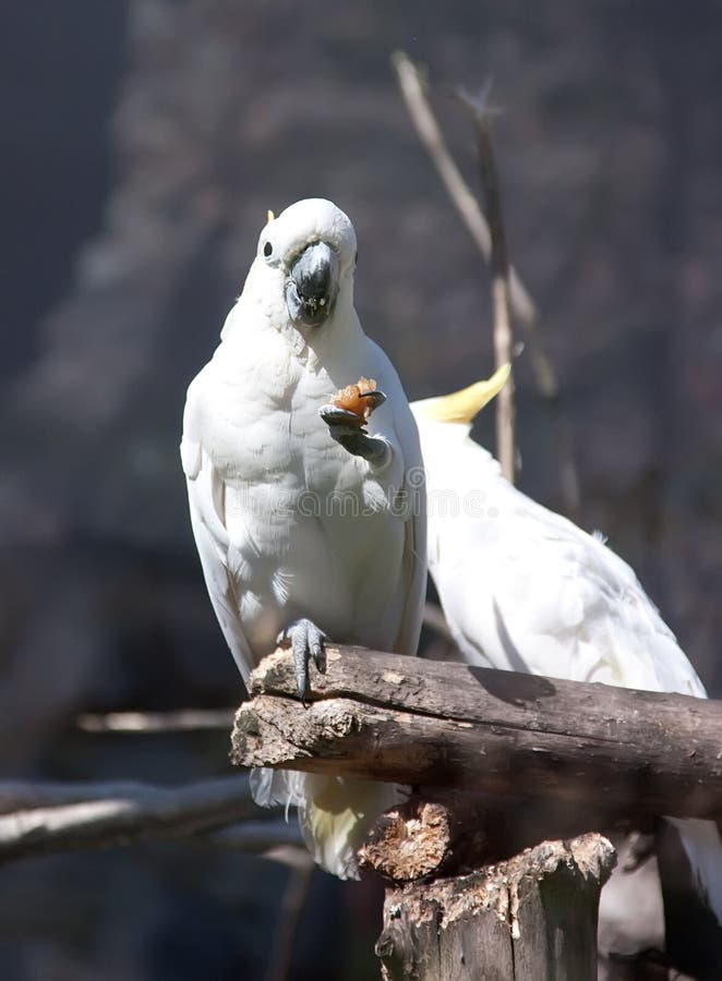 Papugi zdjęcie stock. Obraz złożonej z ogon, pokaz, avians - 15221002