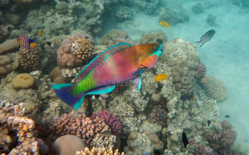 Papugi ryba obraz stock. Obraz złożonej z natura, papuga - 94529119