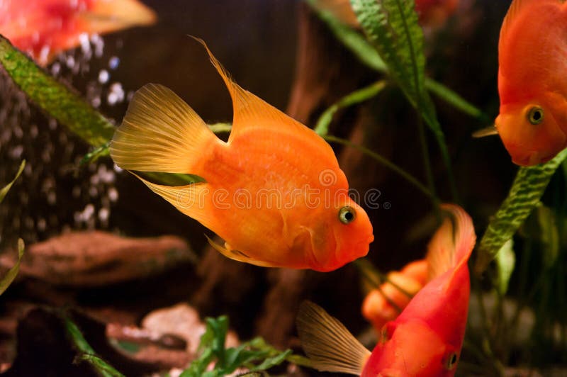 Pyszczaki, ryby papugowe obraz stock. Obraz złożonej z morze - 28191317
