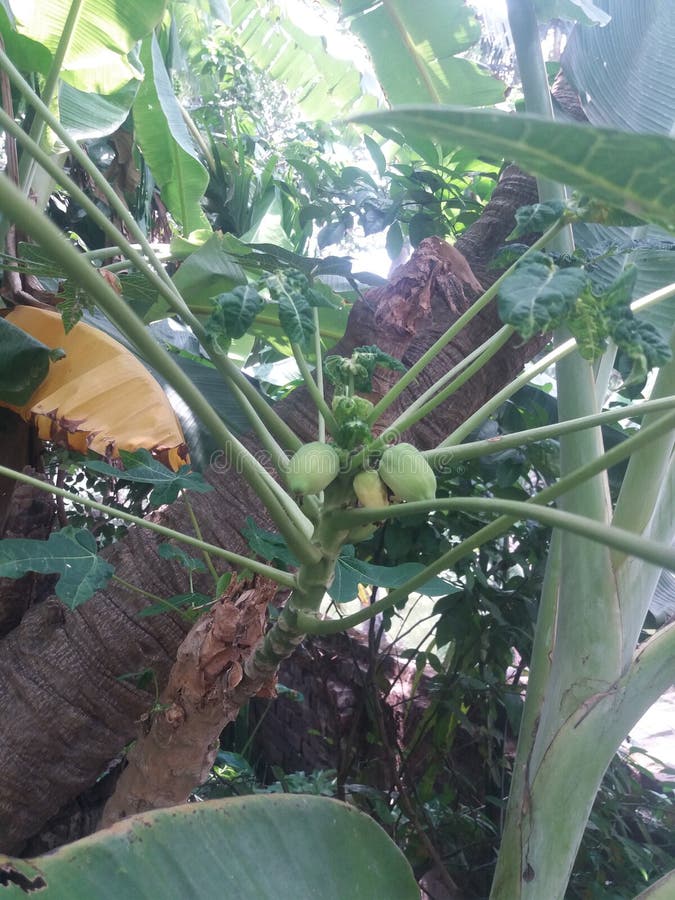 Papya fruites with tree stock photo. Image of vegetable - 248990432