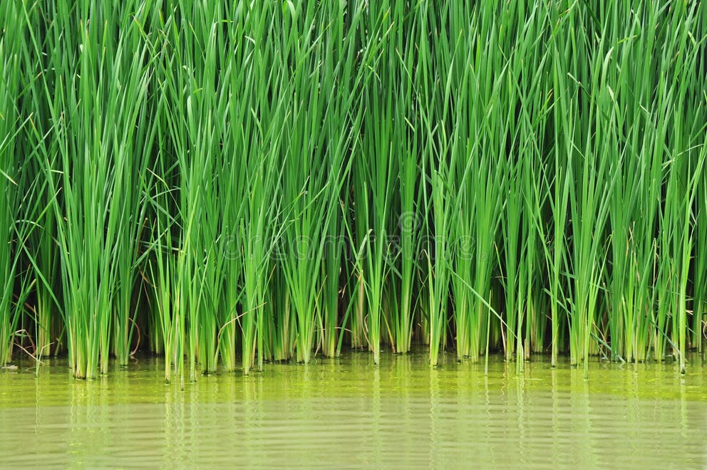 Papyrus stock photo. Image of fresh, asia, growth, abstract - 29300268