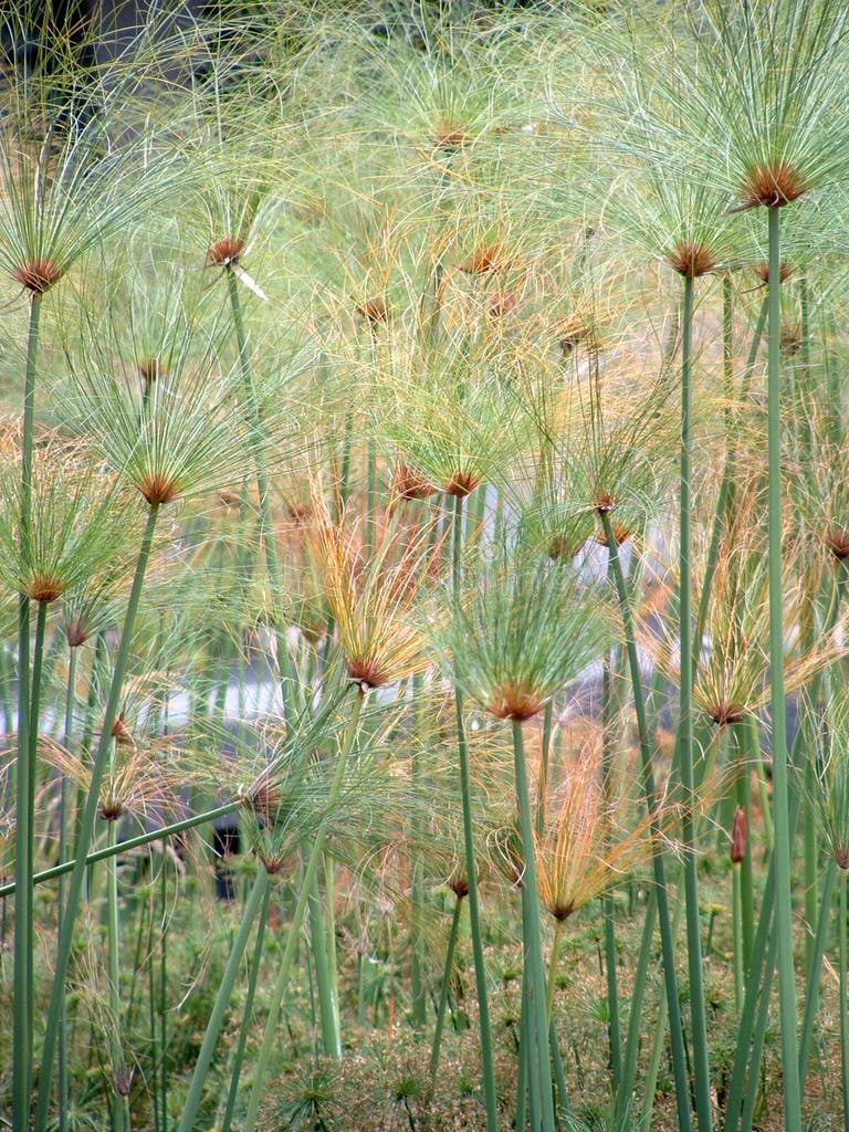 419 Papyrus Plant Egypt Stock Photos - Free & Royalty-Free Stock Photos ...