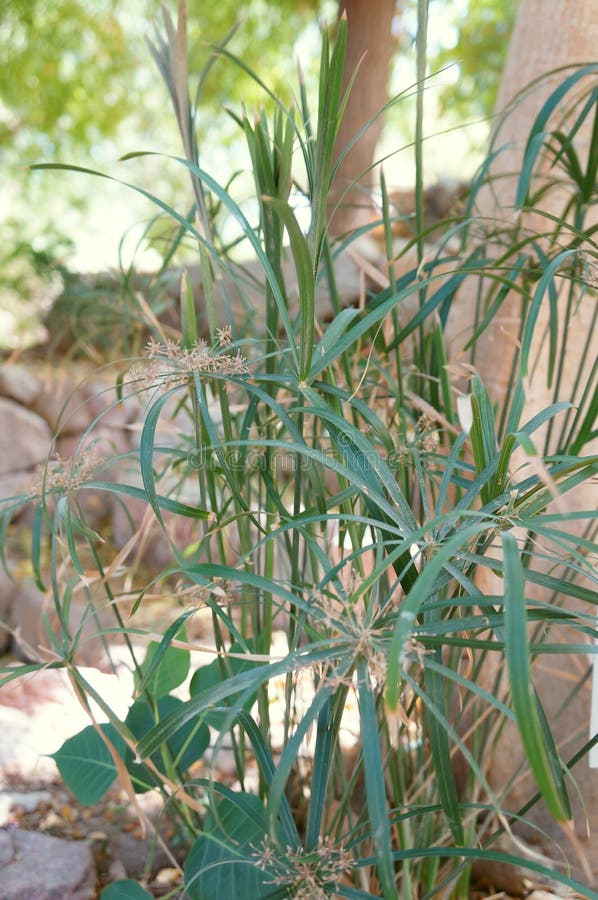 Papyrus stock photo. Image of egypt, beauty, bloom, ancient - 44746748