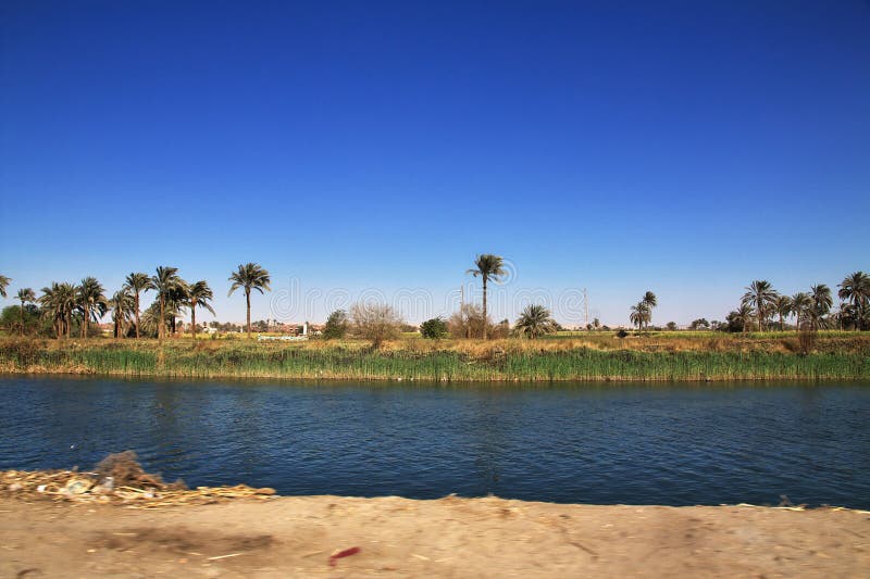 Papyrus Field in El Minya, Egypt, Africa Stock Photo - Image of ...